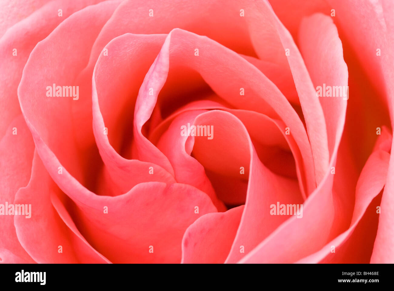 Curled petals hi-res stock photography and images - Alamy