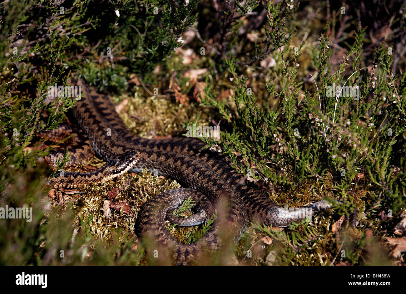 Vipera berus berus hi-res stock photography and images - Alamy