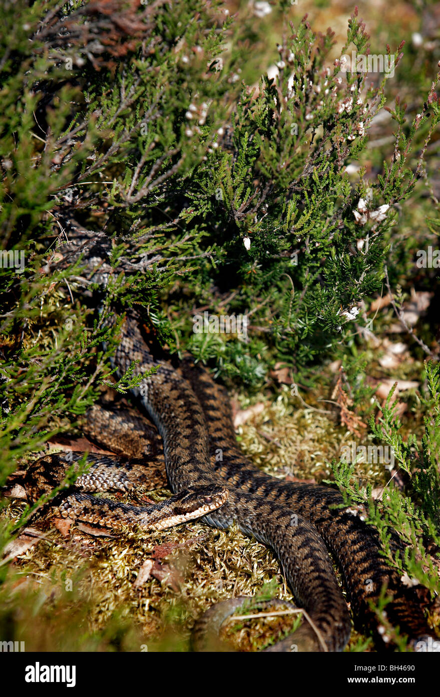 Vipera berus berus hi-res stock photography and images - Alamy
