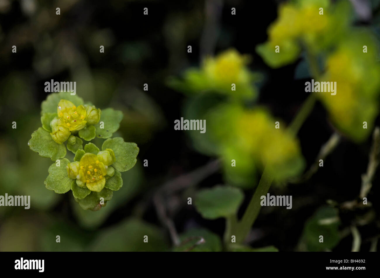Golden saxifrage hi-res stock photography and images - Alamy