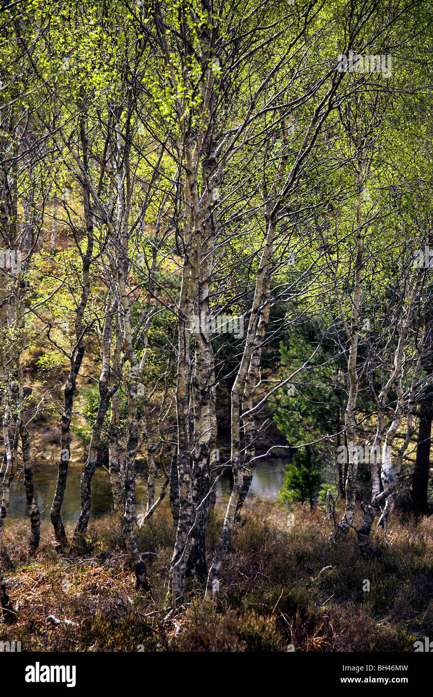 Silver birch forest hi-res stock photography and images - Alamy