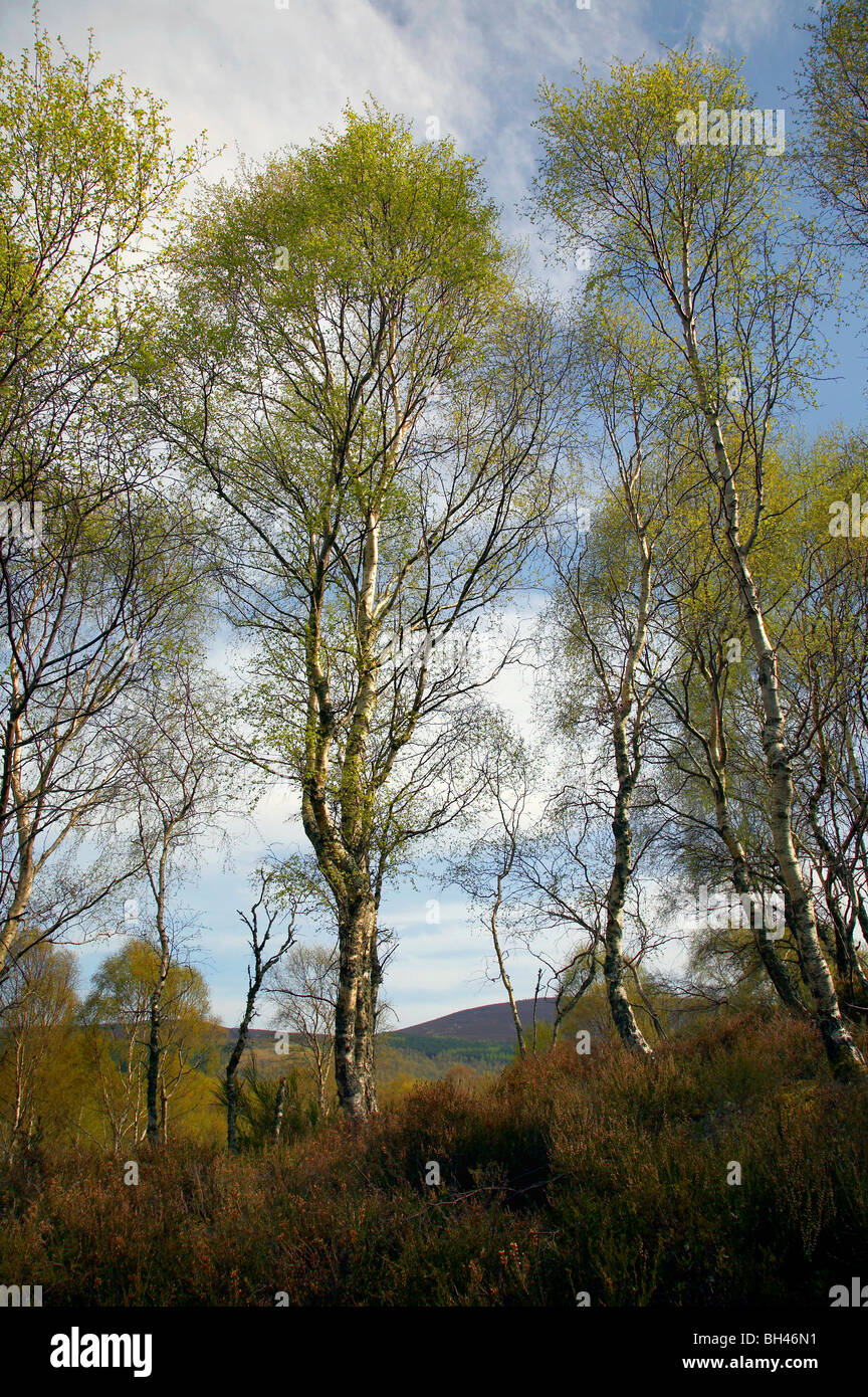 Silver birch trees scotland hi-res stock photography and images - Alamy