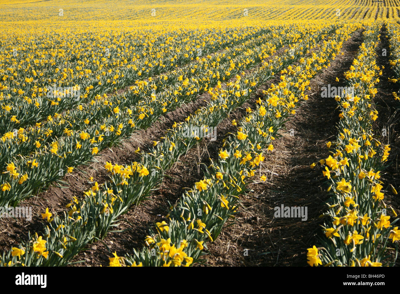 Rows of cultivated daffodils are aligned in a field Stock Photo - Alamy
