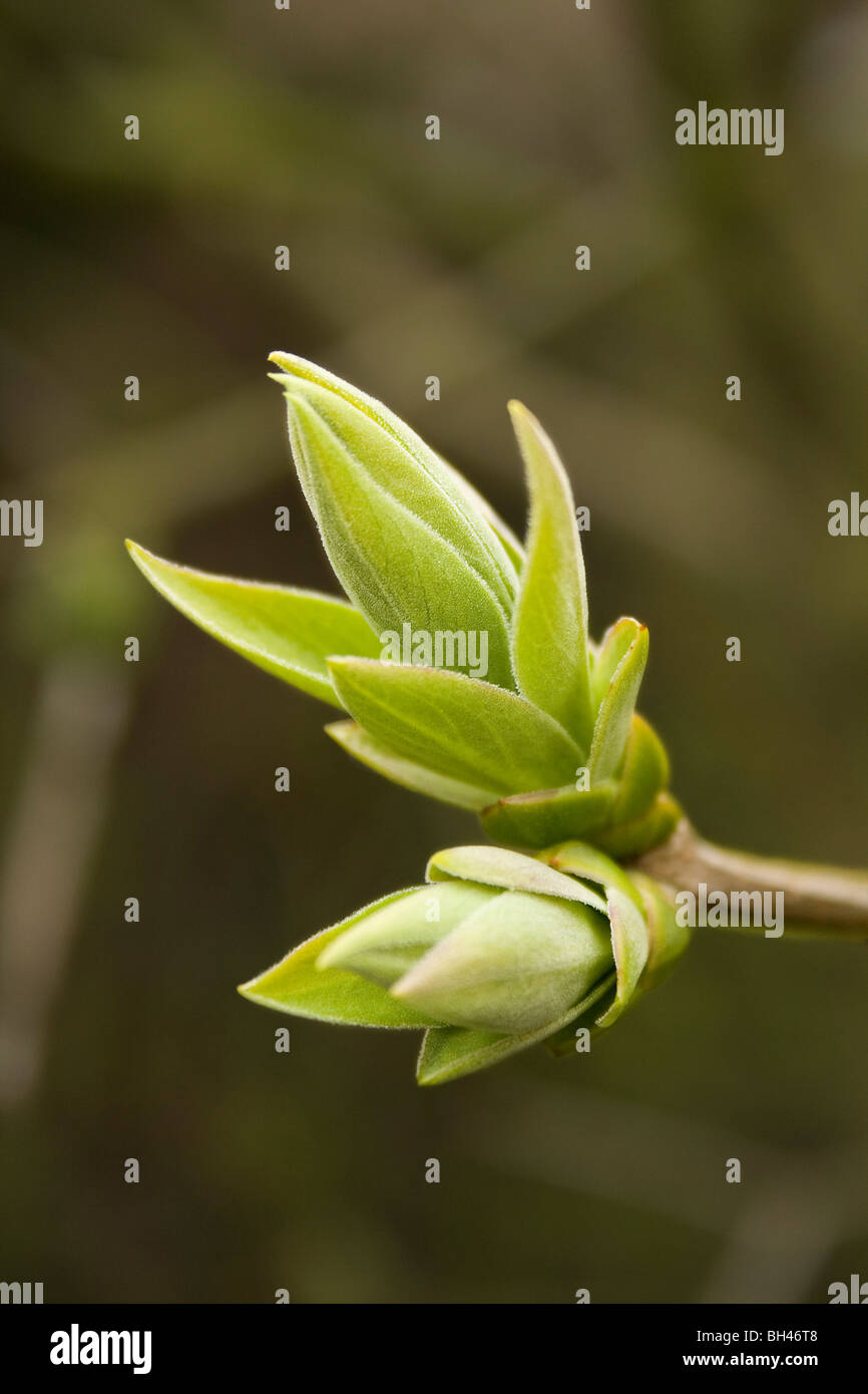 Lilac tree (Syringa vulgaris) breaking buds in springtime Stock Photo ...