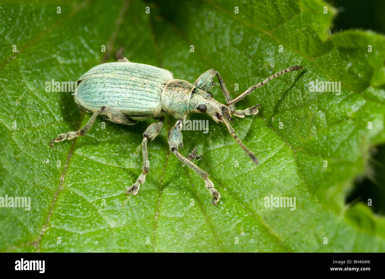 Coleoptera habitat hi-res stock photography and images - Alamy