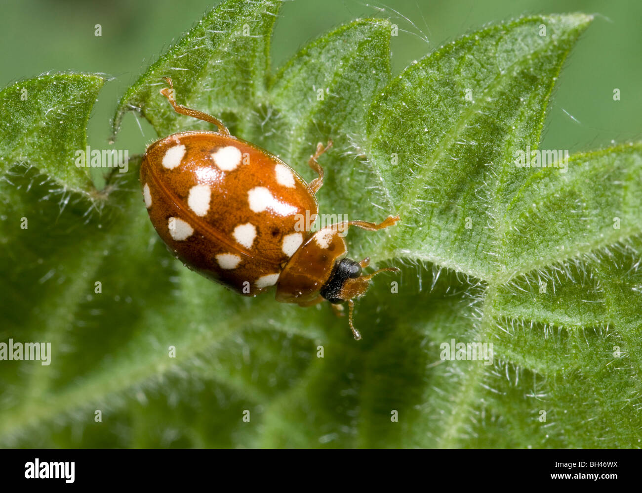 14-spot ladybird (Calvia 14-guttata). Cream spot form. Immature, on ...