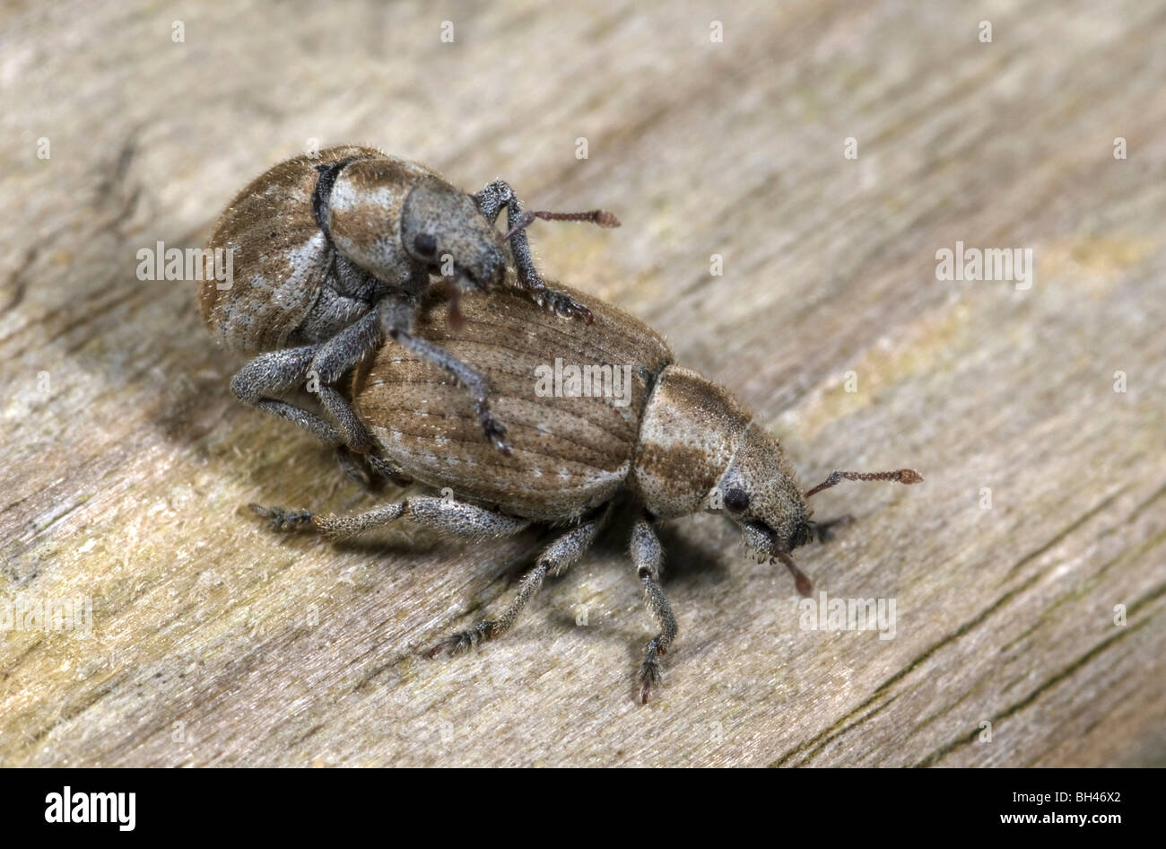 Weevils (Sitonia species). Mating on fence post near coast Stock Photo ...