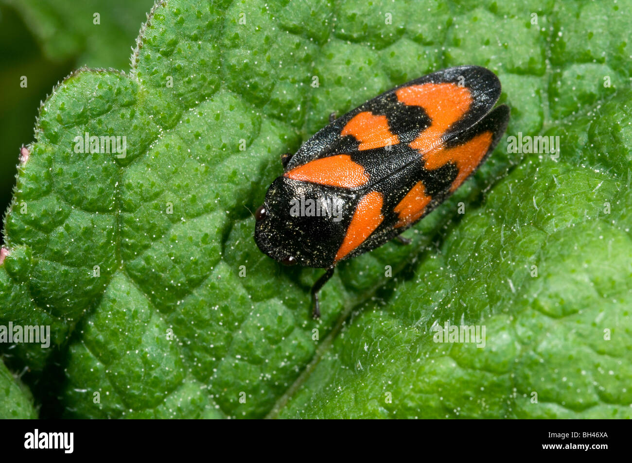 Froghopper (Cercopis vulnerata). On leaf in marshy habitat Stock Photo ...