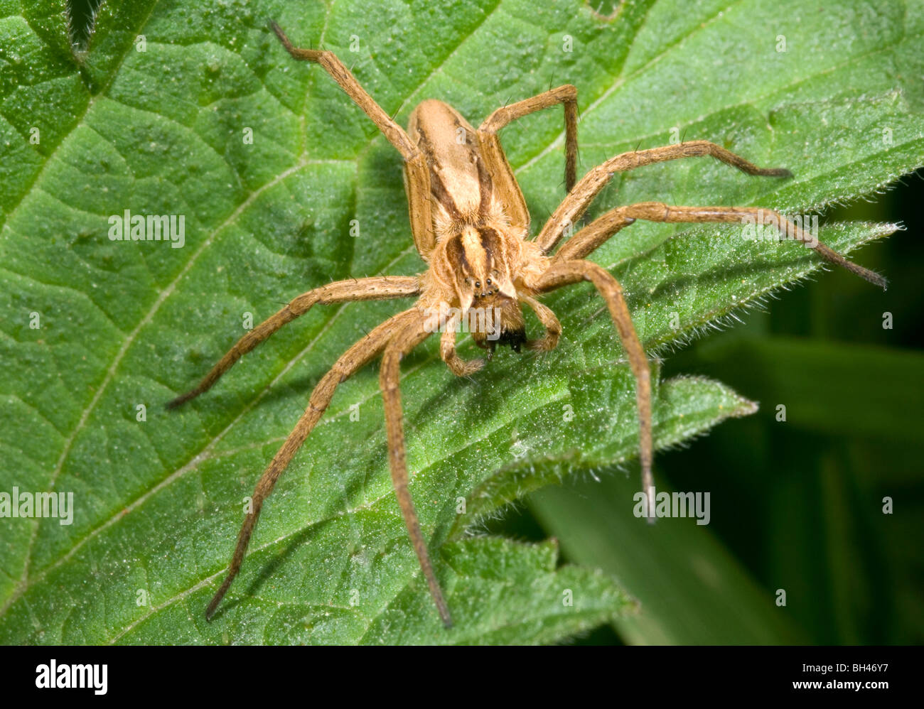 Hunting spider (Pisaura mirabilis). In alarmed pose, on leaf in marshy ...