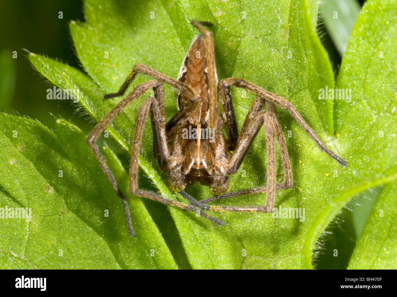 Hunting spider (Pisaura mirabilis). Female in defensive position on ...