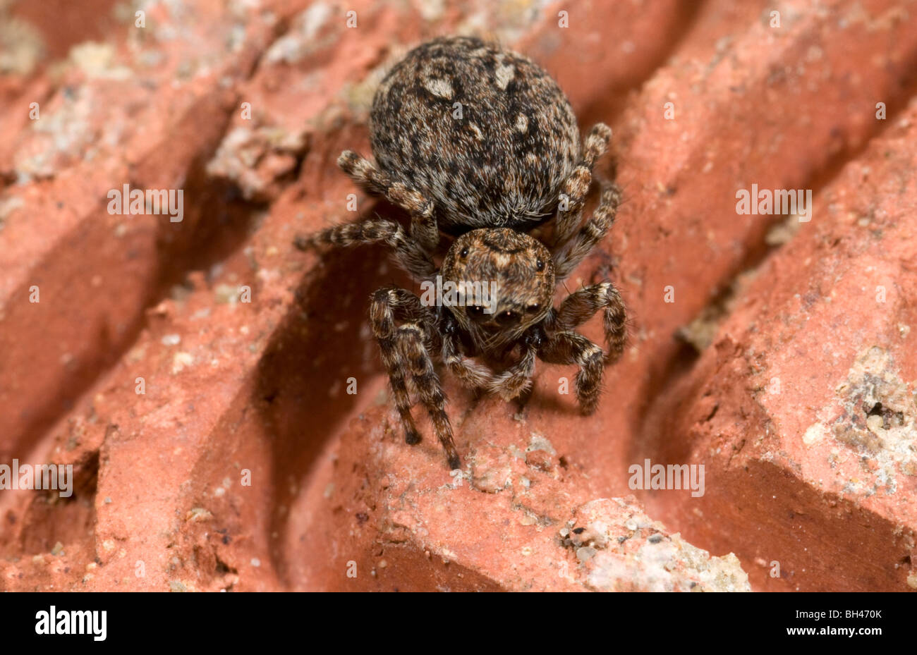 Jumping spider (Sitticus pubescens). Female resting on wall of house ...