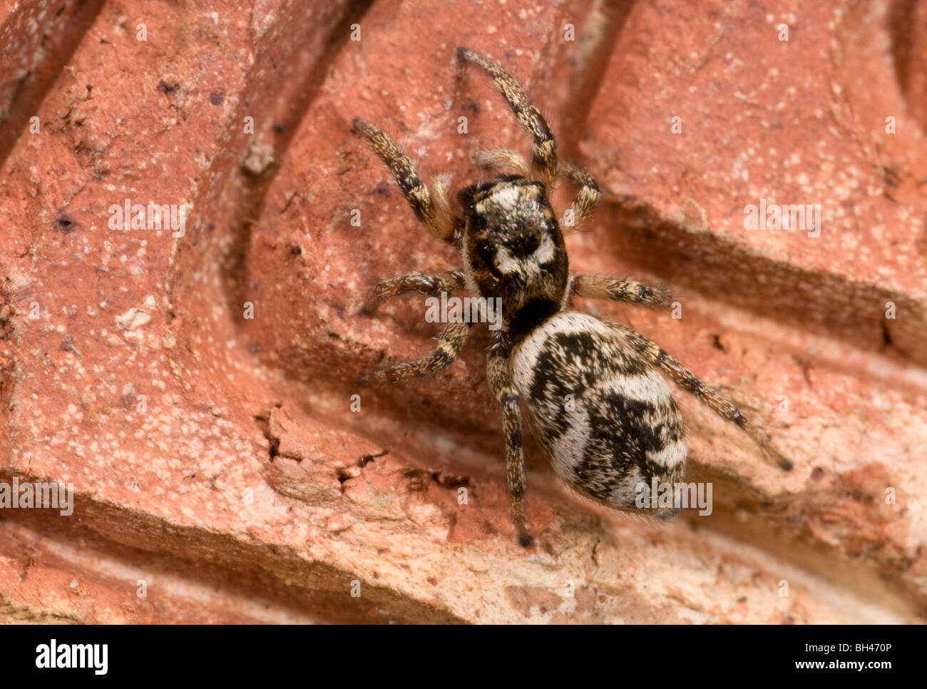 Zebra spider hi-res stock photography and images - Alamy