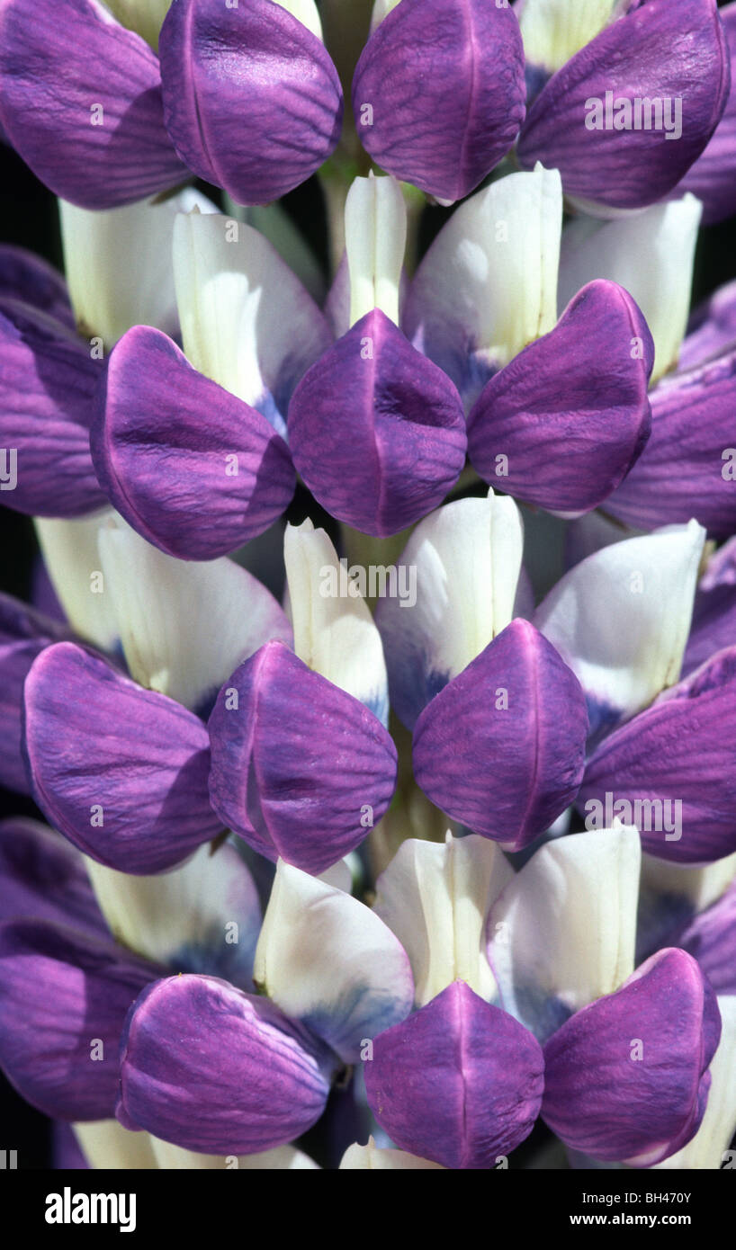 Close up abstract image of flower spike showing pattern and texture ...