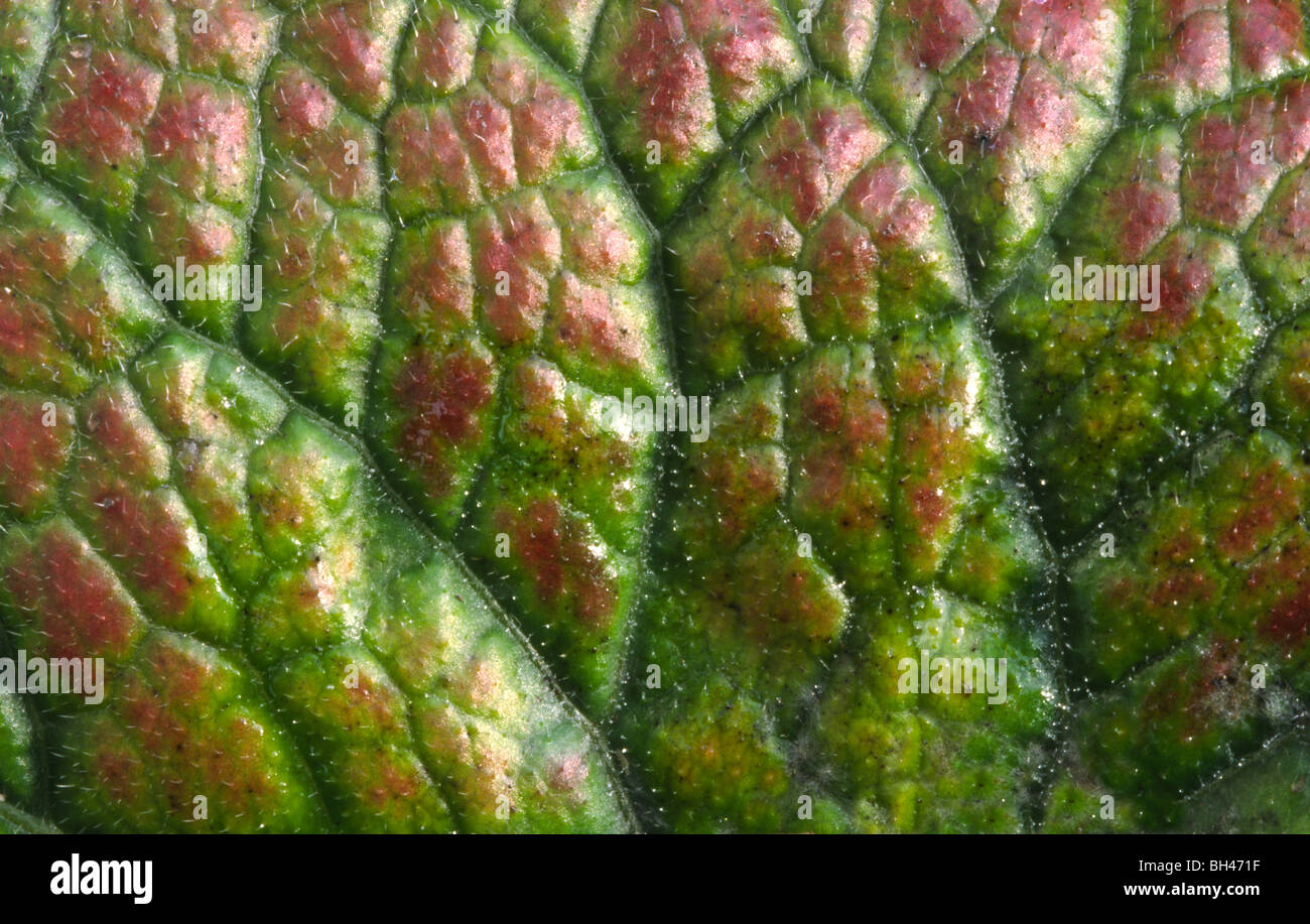 Comfrey leaf (Symphytum officinale). Close up abstract image of upper ...
