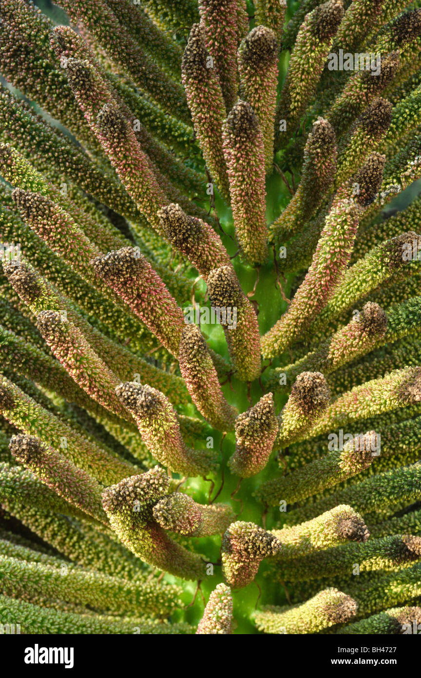 Gunnera (Gunnera manicata). Close up abstract image of seed head ...