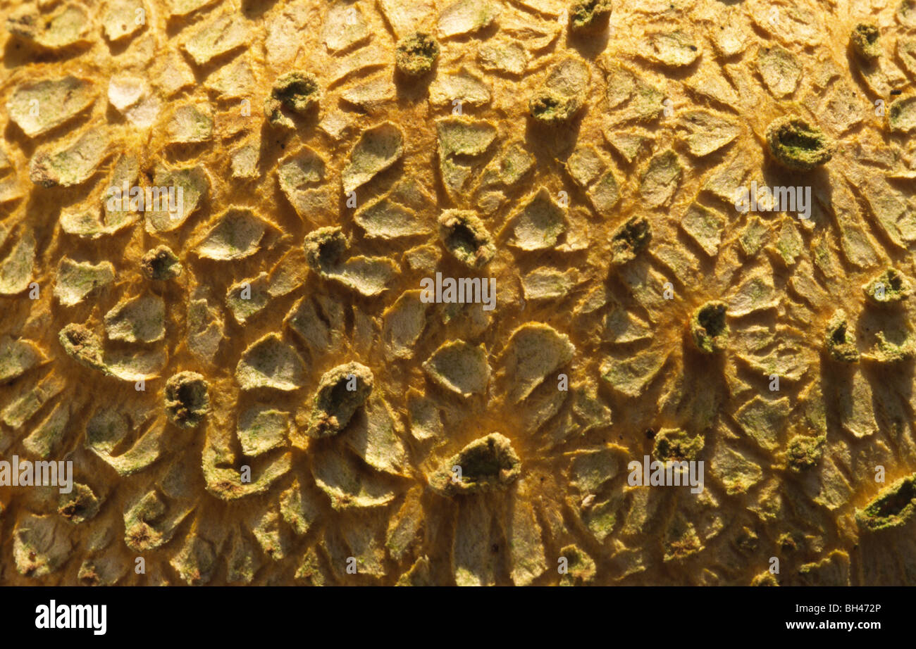 Scaly earth ball fungus scleroderma hi-res stock photography and images ...
