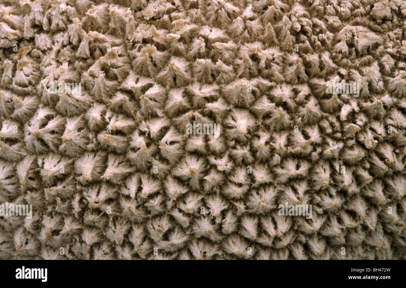 Common puff-ball (Lycoperdon perlatum). Close up image of surface ...