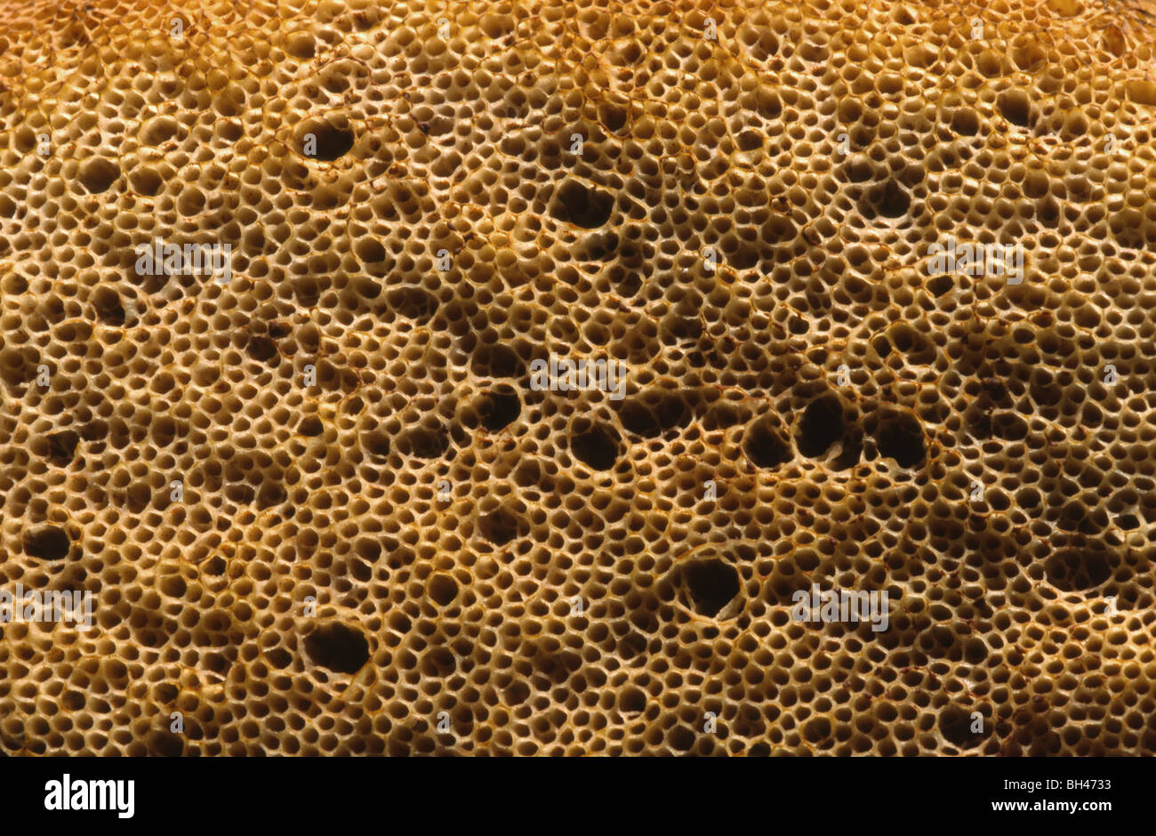 Macro abstract image of boletus fungus showing intricate pore structure ...