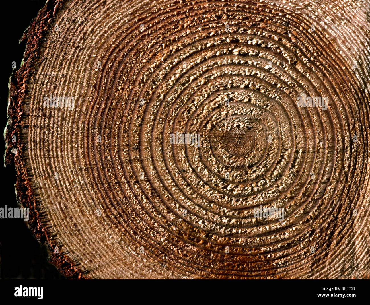 Close up abstract image of cut log showing concentric ring pattern ...