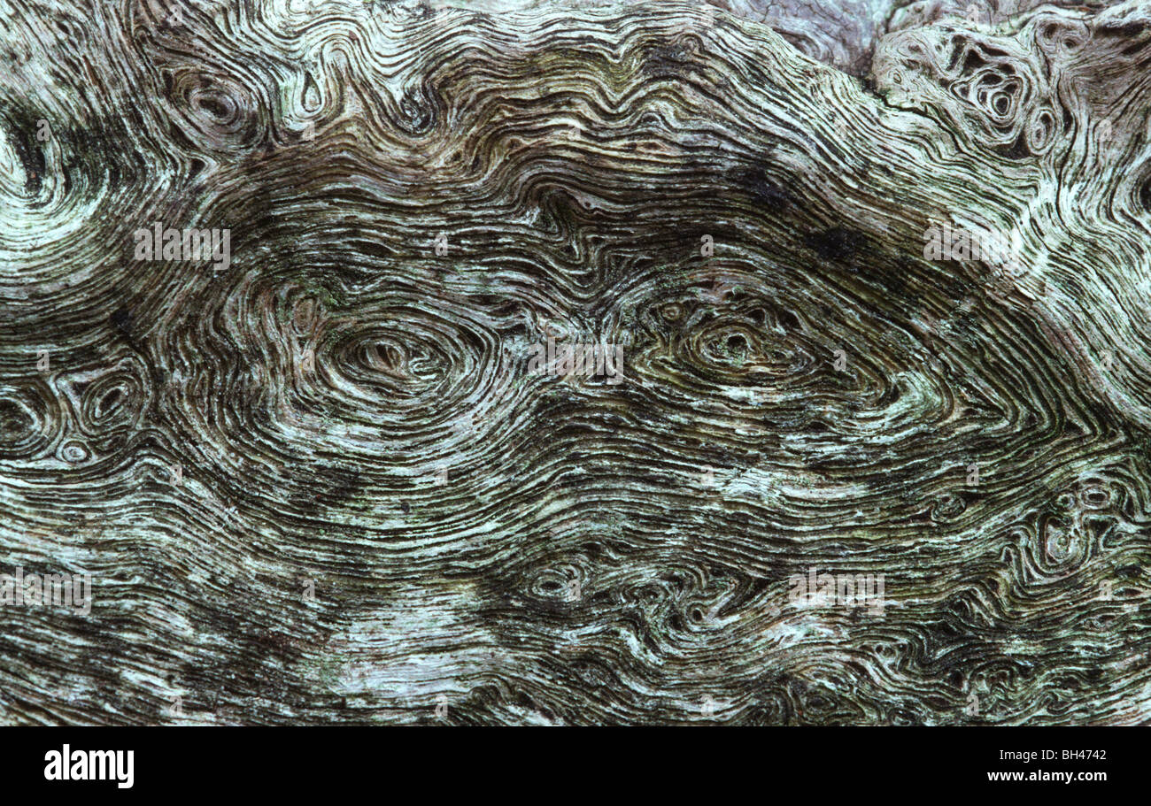 Close up abstract image of the intricate lines and texture in a fallen tree stripped of bark ...