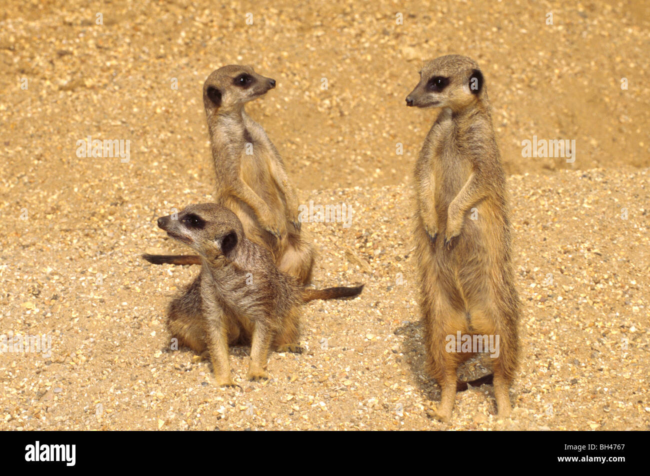 Meerkats (Suricata suricatta). Group of three on look-out Stock Photo ...