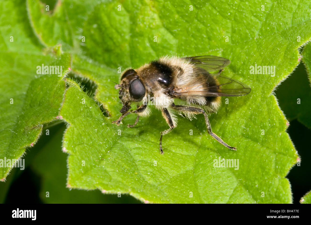 Bee mimic hoverfly (Eristalis intricarius). Resting on leaf in woodland ...