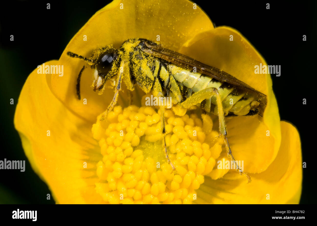 Sawfly (Rhogogaster picta). Concealed inside buttercup Stock Photo - Alamy