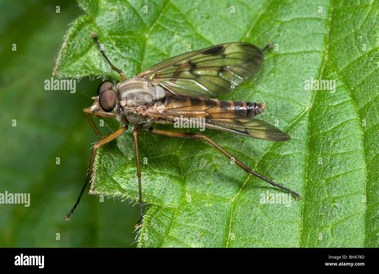 Snipe Fly Adult