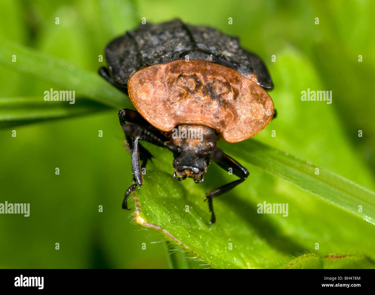 Rove beetle hi-res stock photography and images - Alamy