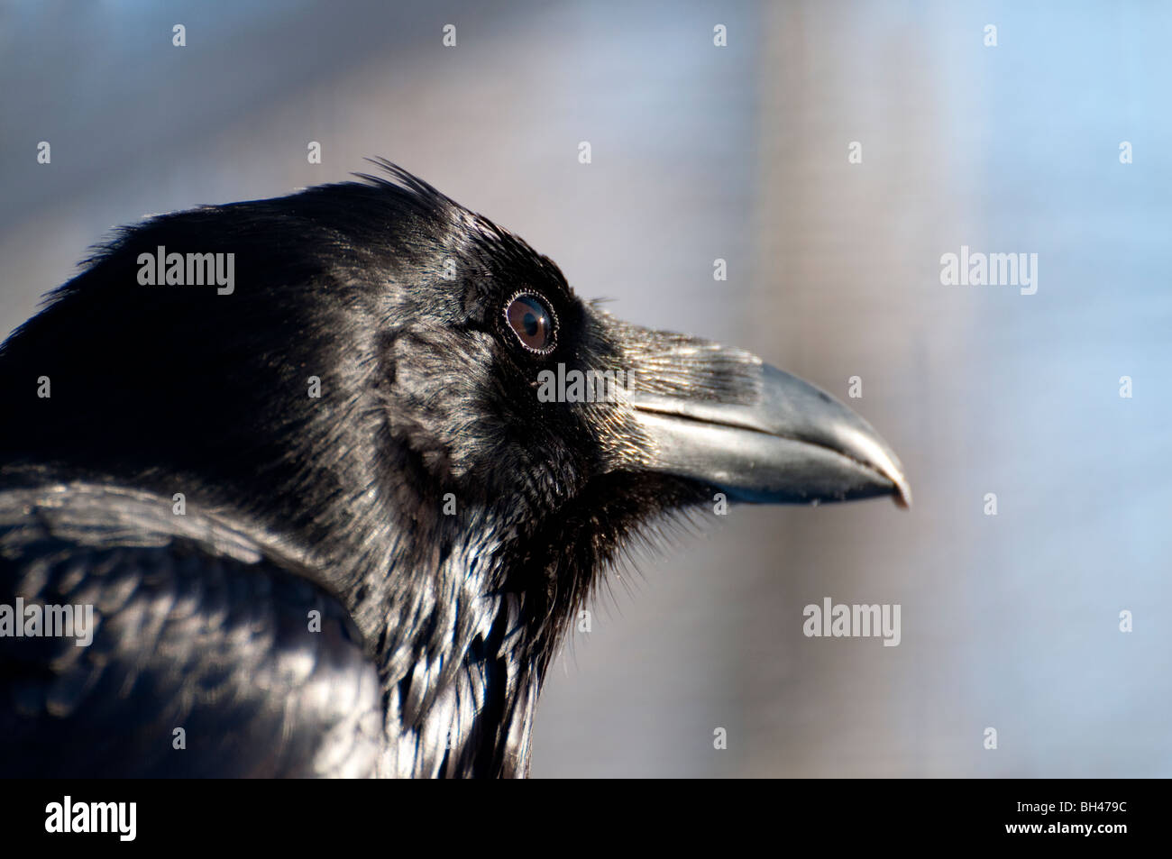 Close-up of a Common Raven Stock Photo - Alamy