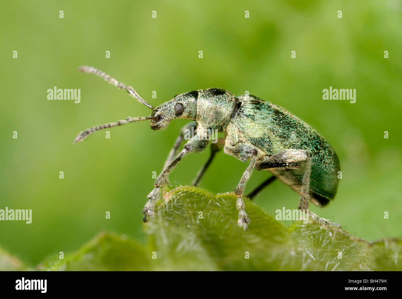 Weevil (Phyllobius pomaceus). Older adult showing blackened areas where ...
