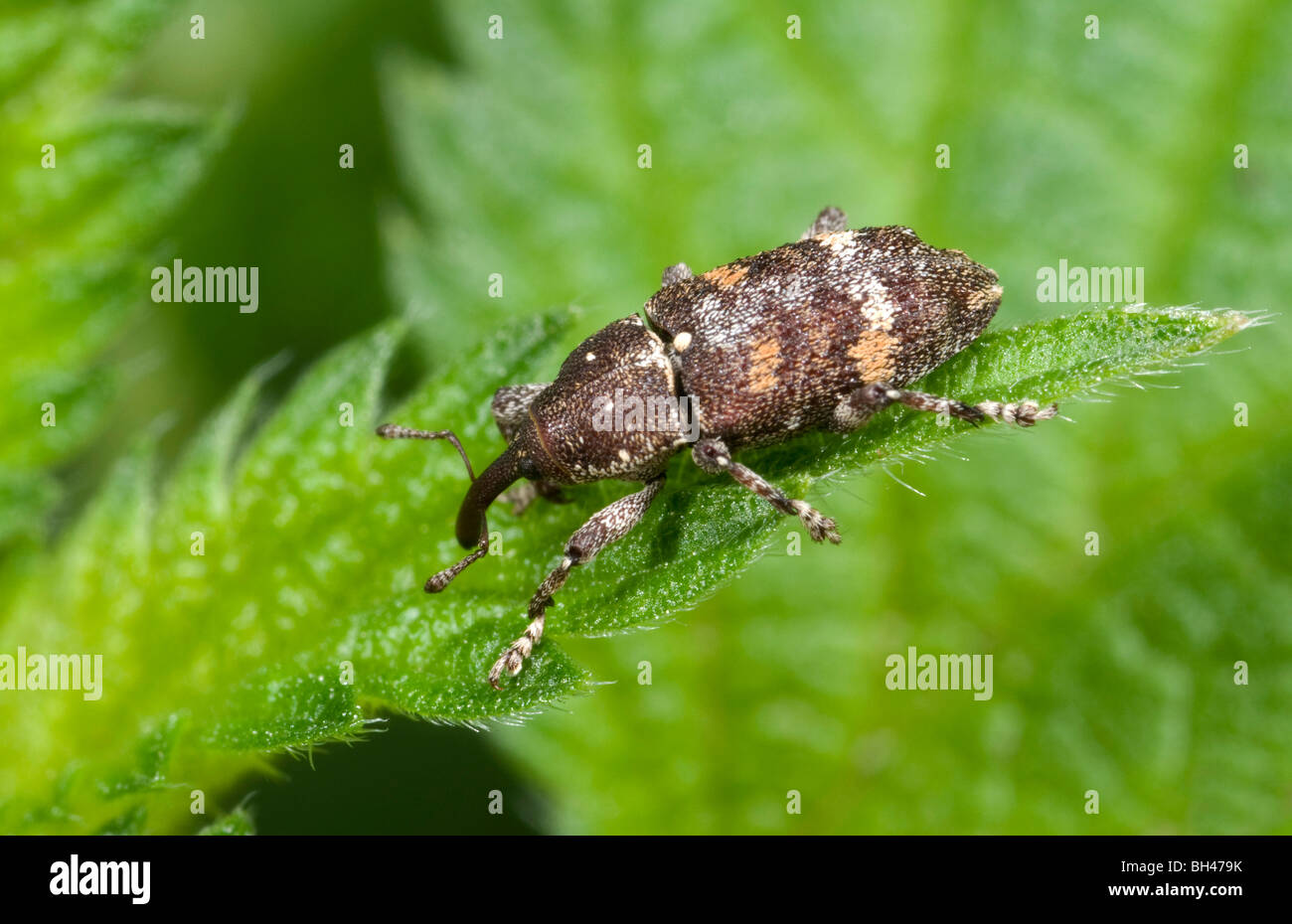 Pissodes hi-res stock photography and images - Alamy