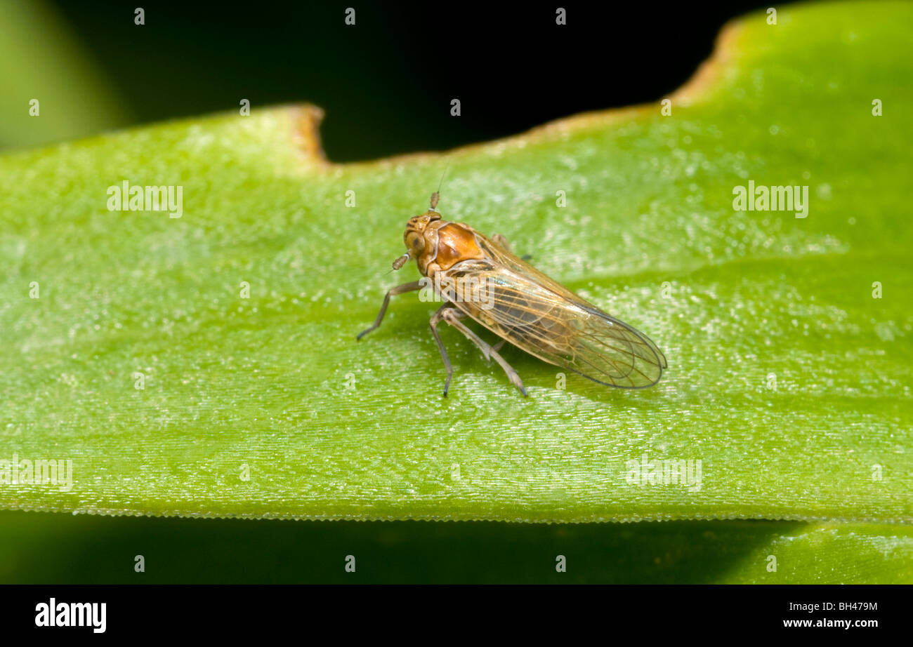 Froghopper (Stenocranus minutus). Resting on lily leaf in garden Stock ...