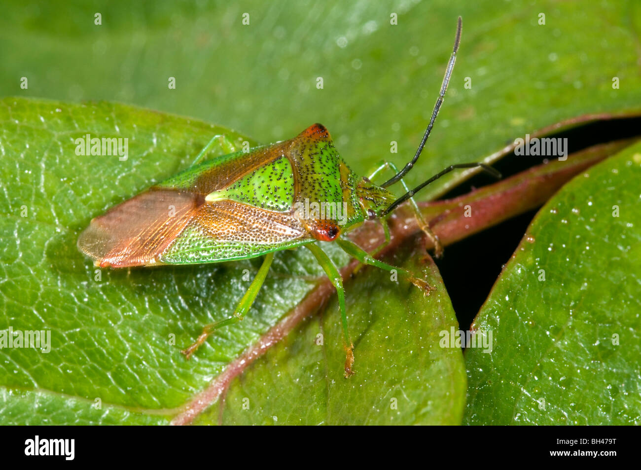 Hawthorn shieldbug (Acanthosoma haemorrhoidale). Adult on rose leaf in ...
