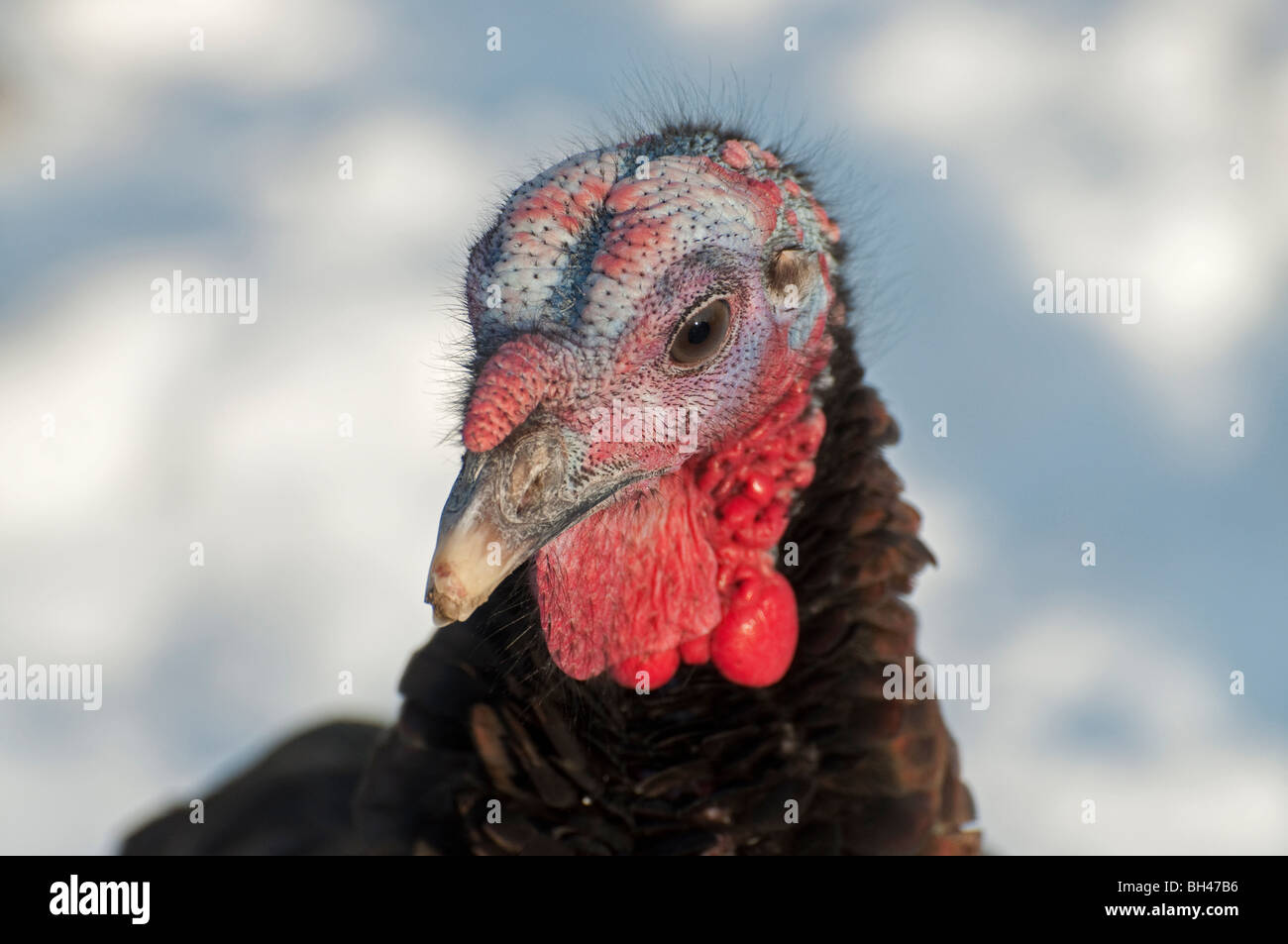 Quebec wild bird hi-res stock photography and images - Alamy