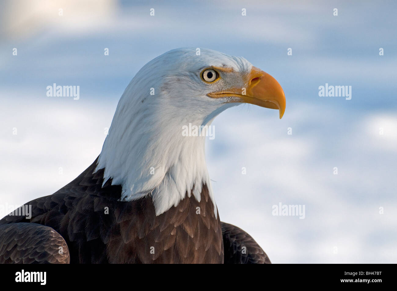 Close-up of a Bald Eagle Stock Photo - Alamy