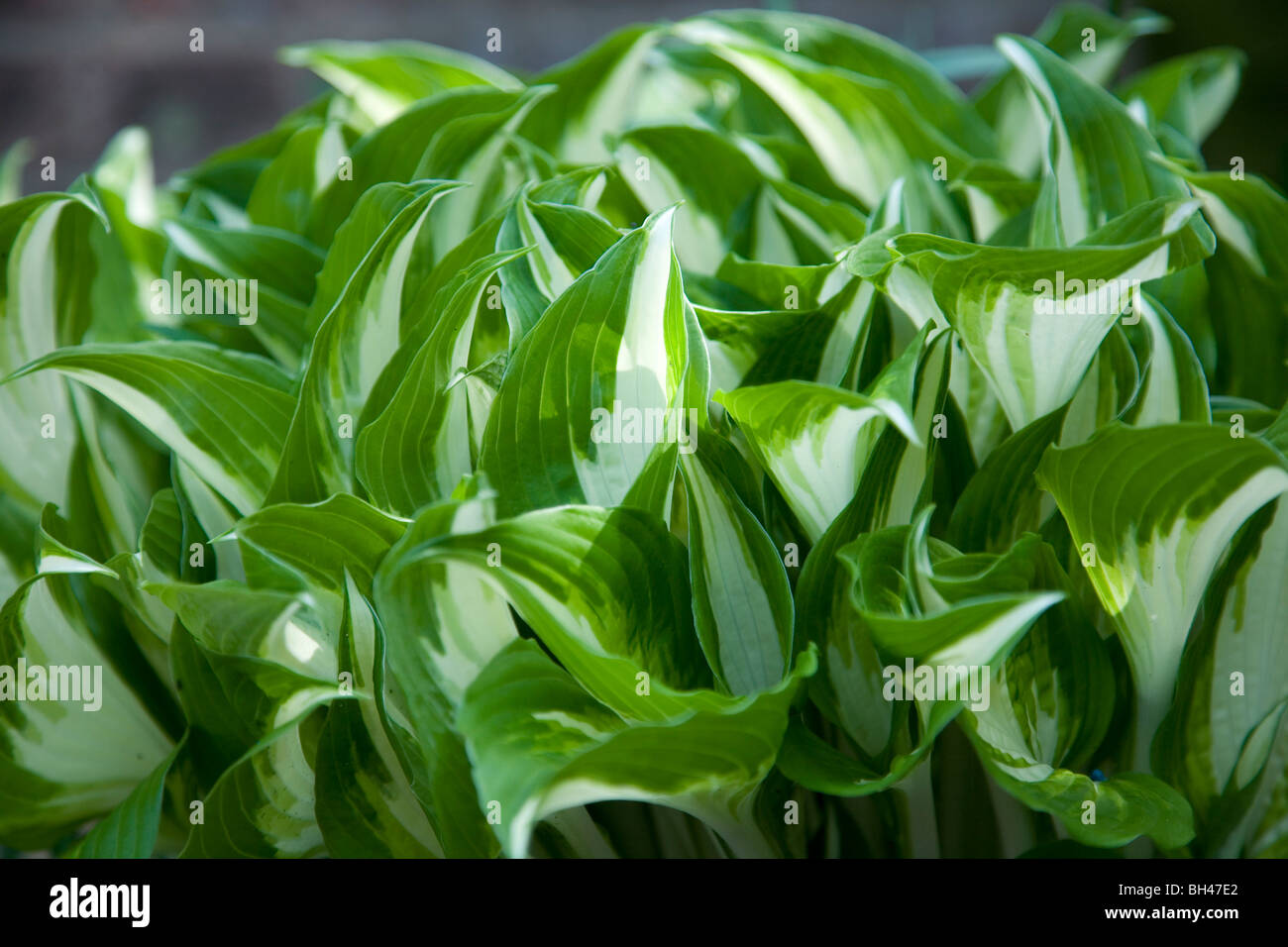 Hosta undulata hi-res stock photography and images - Alamy