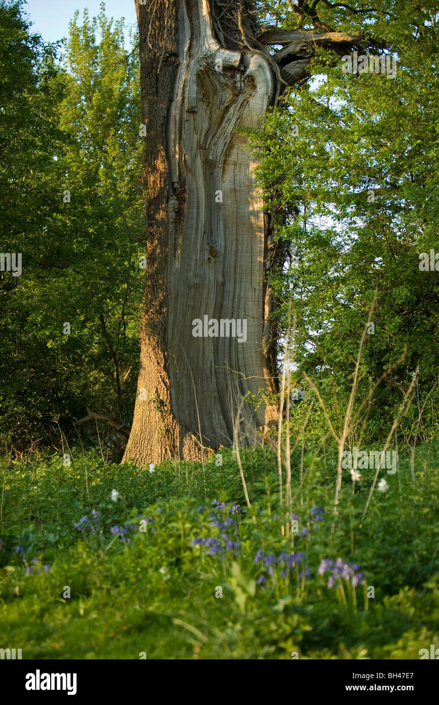 Bluebells tree hi-res stock photography and images - Alamy