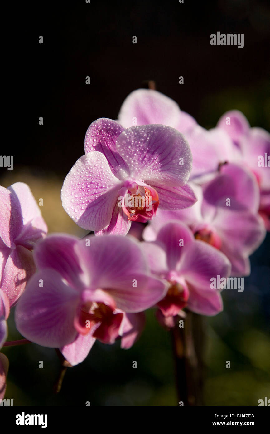 Spring orchid hi-res stock photography and images - Alamy