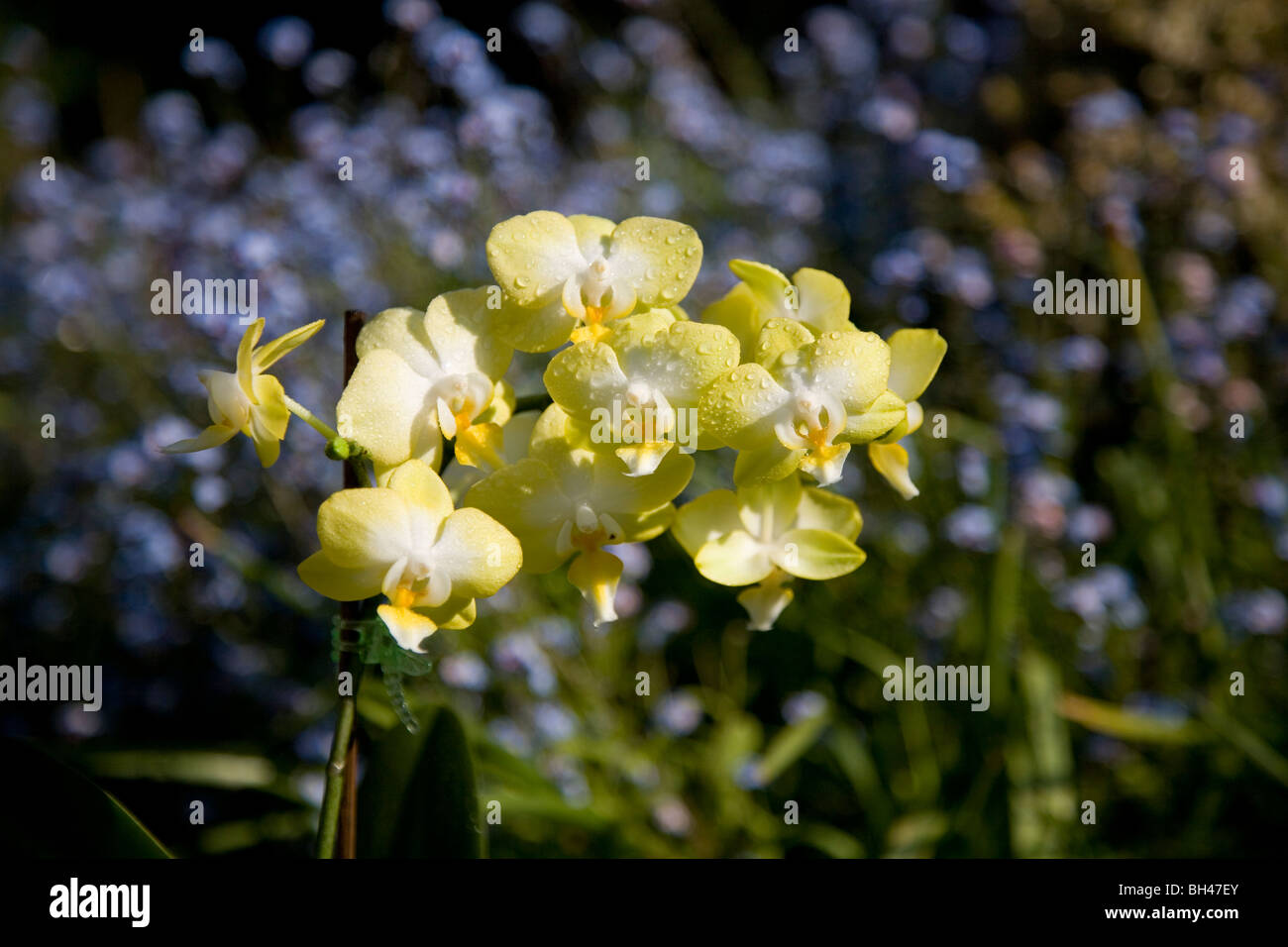 Garden in norfolk hi-res stock photography and images - Alamy