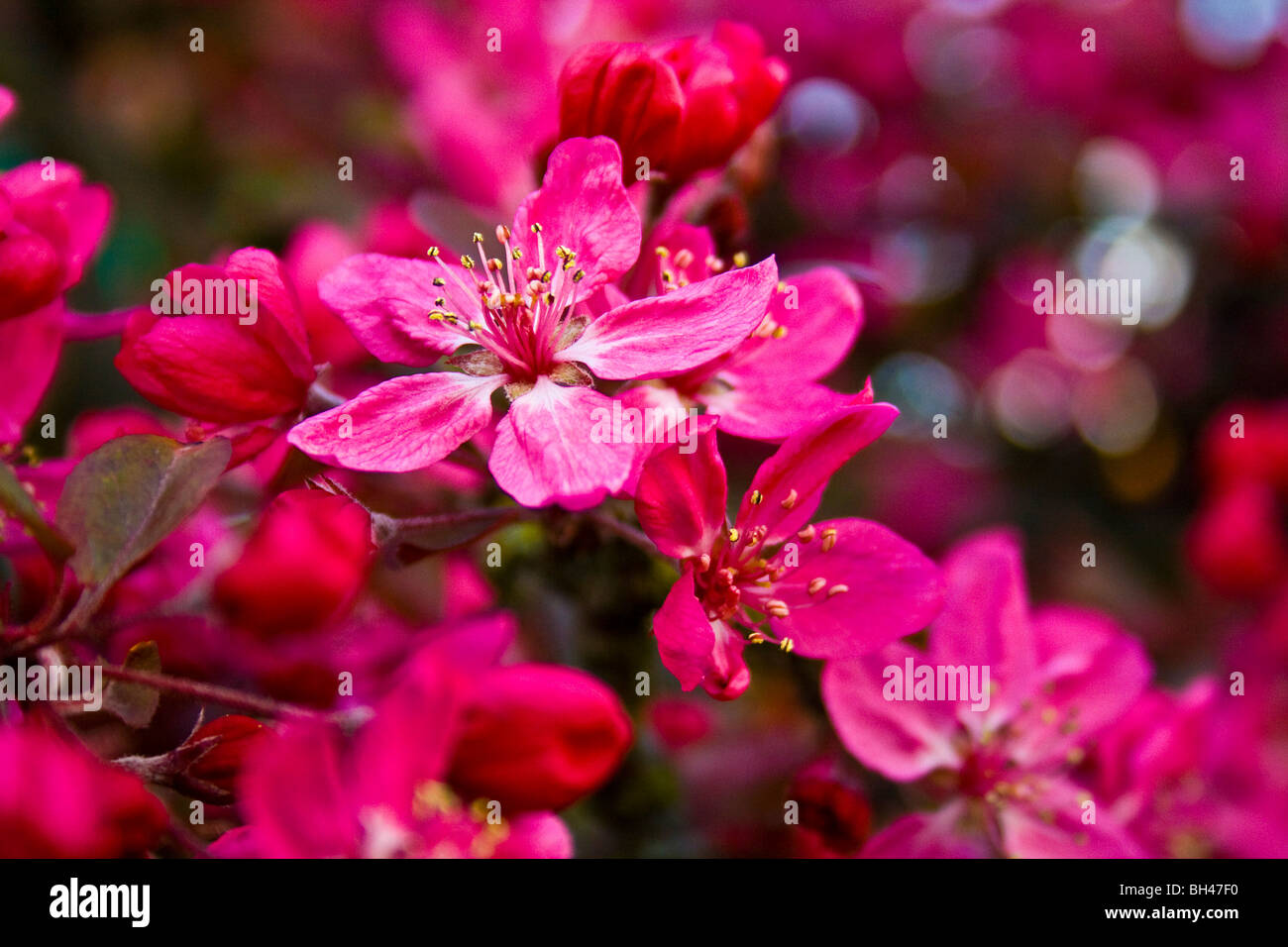 Flowering prunus tree hi-res stock photography and images - Alamy