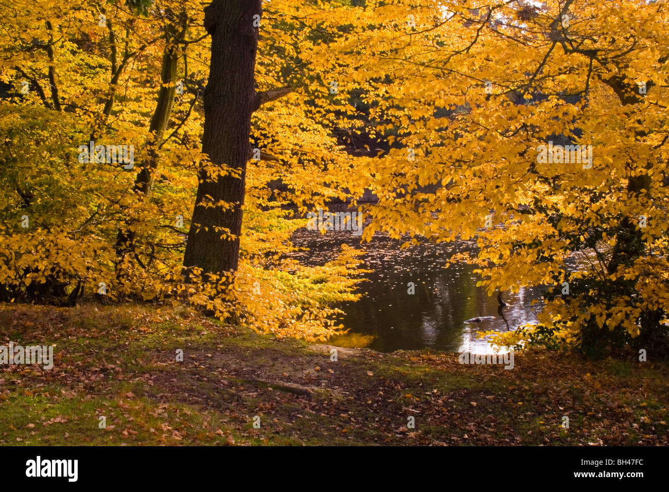 Small clearing with tree trunks and branches of autumnal leaves ...