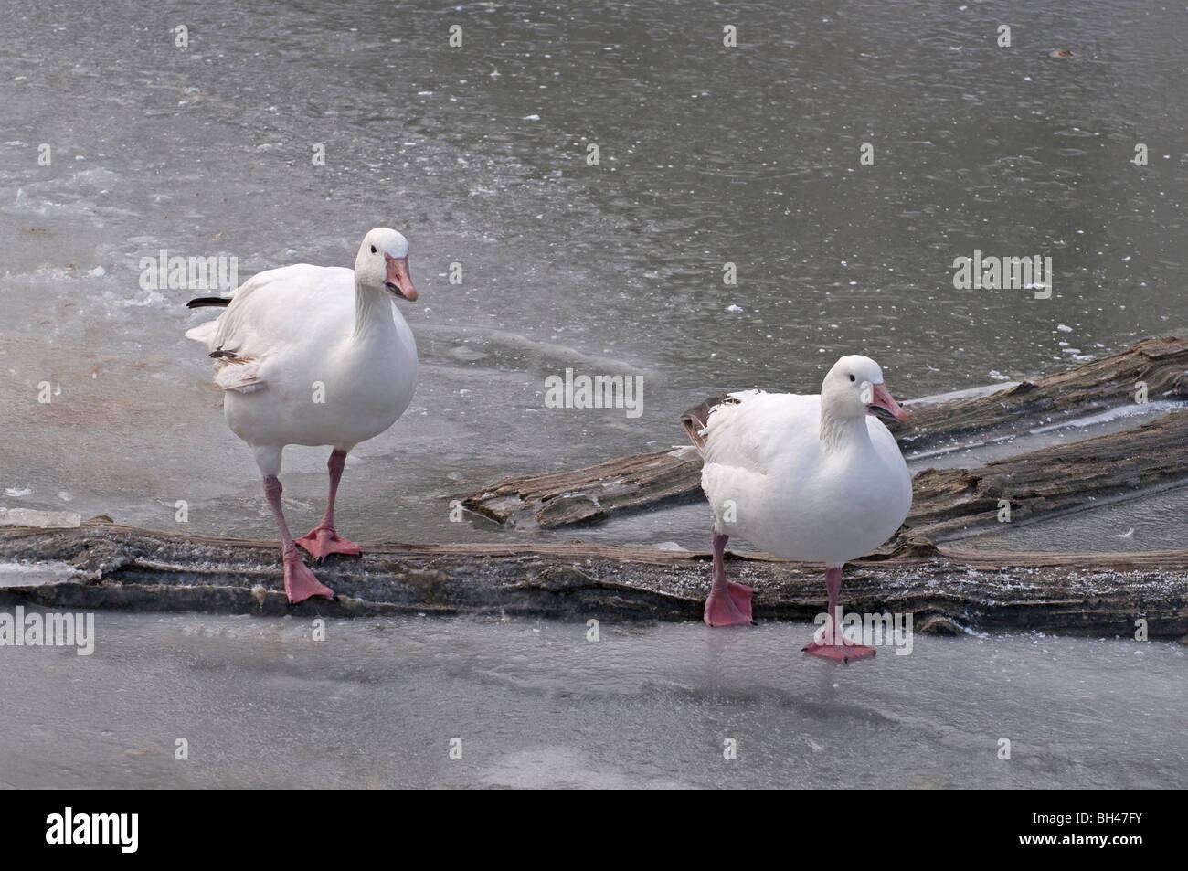 A pair of Snow Geese on a frozen pond Stock Photo - Alamy