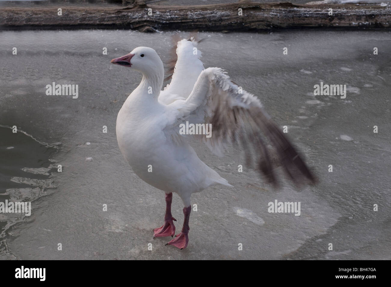 A Snow Goose flapping its wings Stock Photo - Alamy