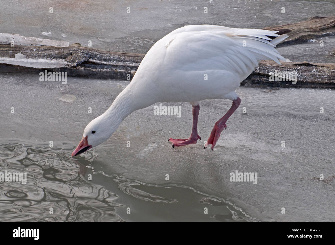 Drinking from a pond hi-res stock photography and images - Alamy
