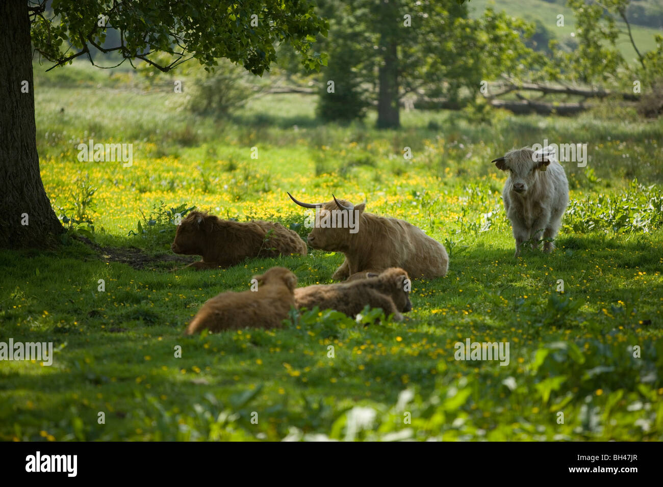 Highland cows spring hi-res stock photography and images - Alamy