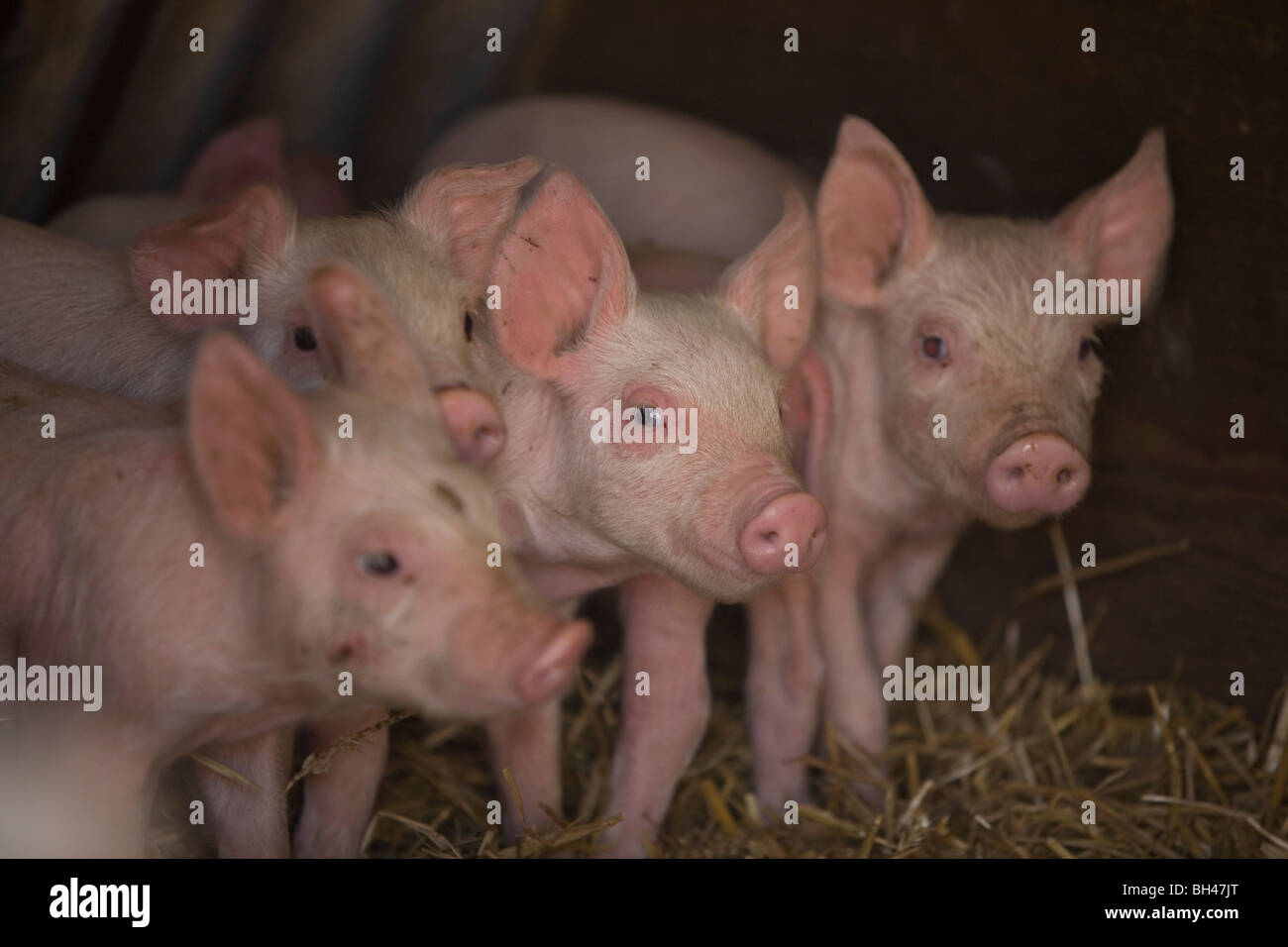 Piglets agriculture hi-res stock photography and images - Alamy
