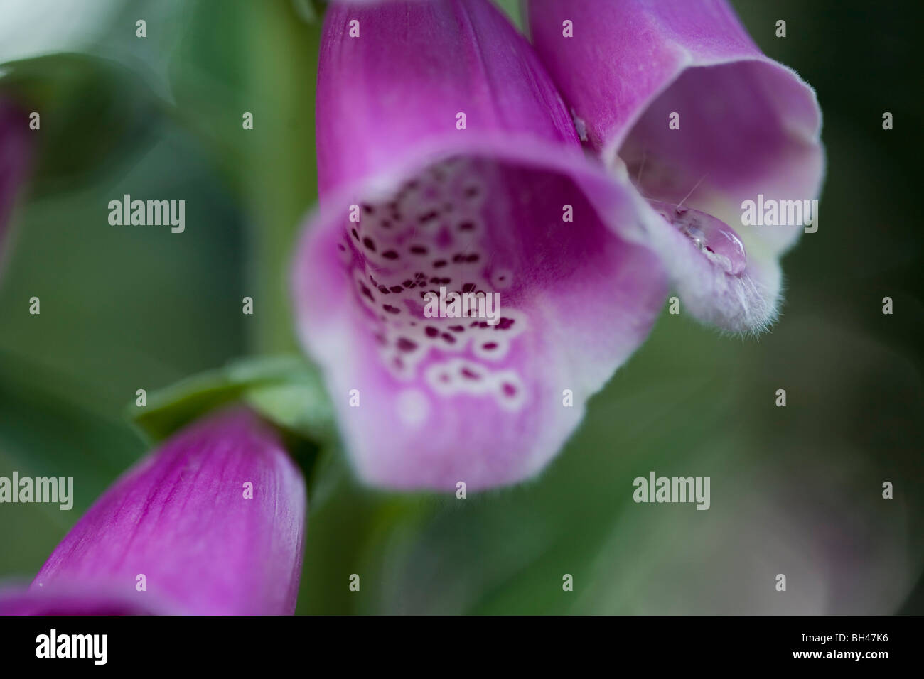 Foxglove petals hi-res stock photography and images - Alamy