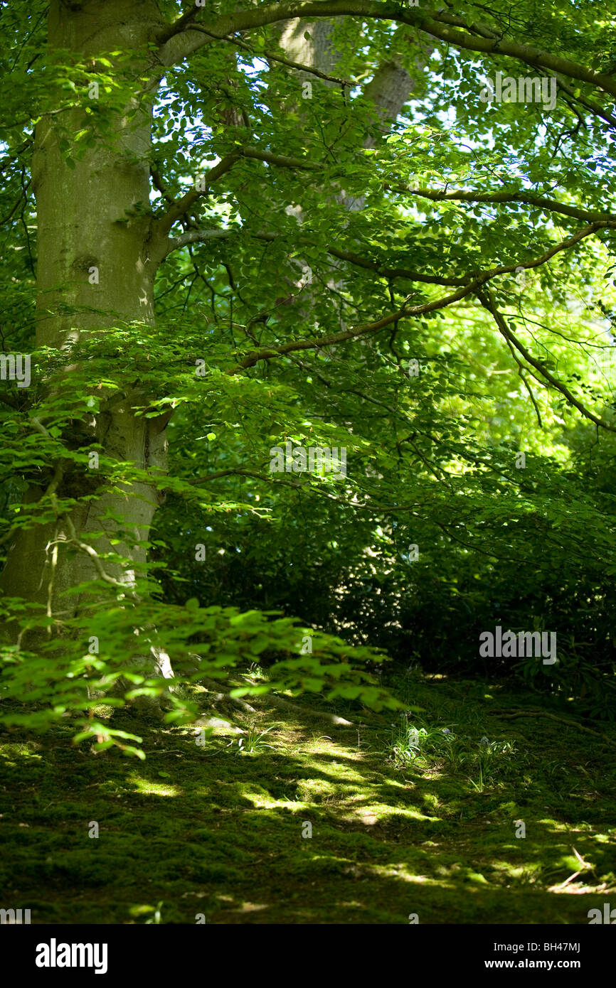Woodland in spring hi-res stock photography and images - Alamy