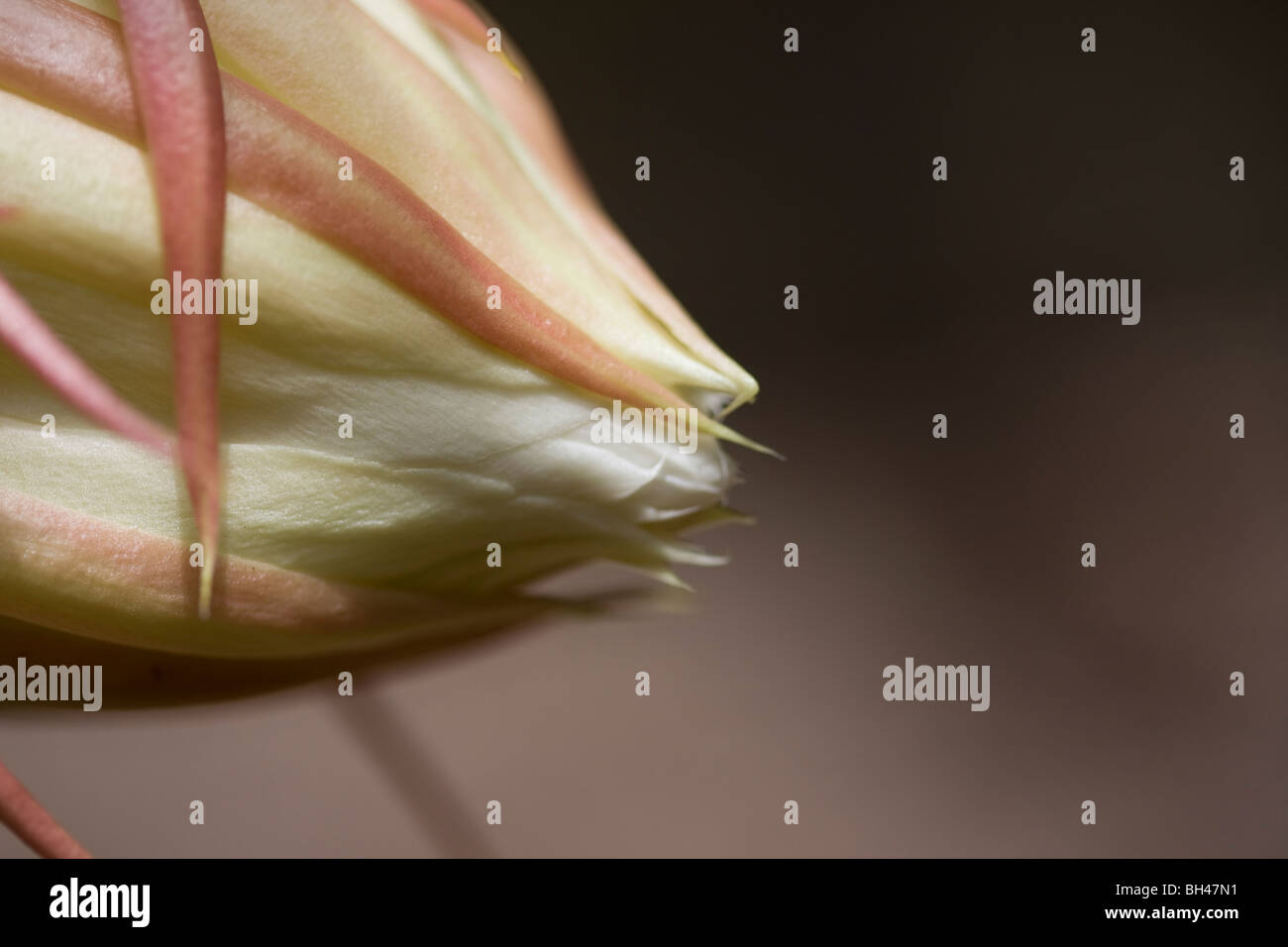 Midnight Queen flower in the garden of the Gowri Residence in Alappuzha ...